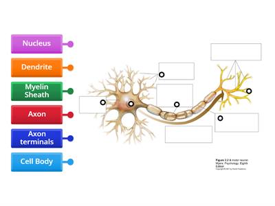 The neuron - Teaching resources