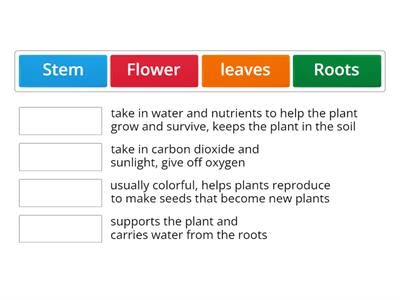 Plant parts games - Teaching resources