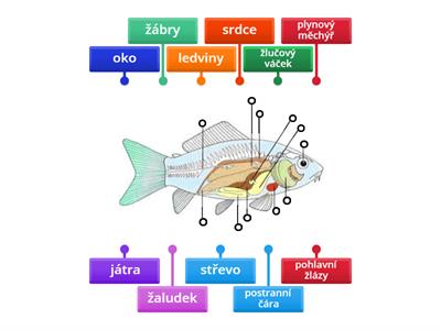 Ryb - Výukové zdroje