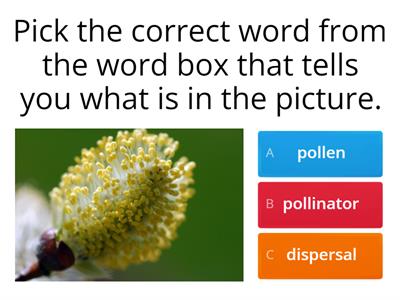 Pollination - Teaching resources