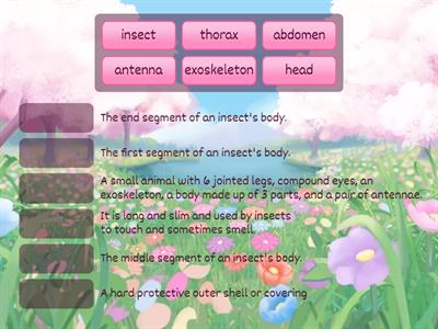 Insect wordwall - Teaching resources
