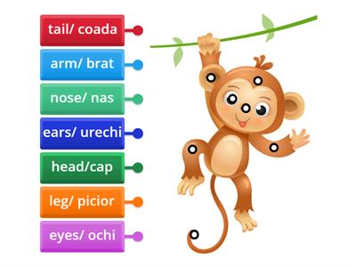 Partile corpului gradinita - Resurse didactice