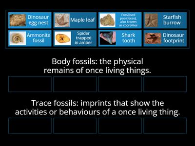 Fossils evolution - Teaching resources