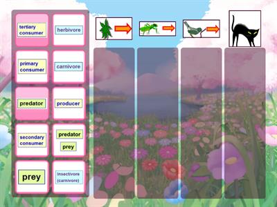 Food Chain - Teaching resources