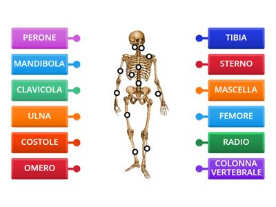 Ossa dello scheletro - Risorse didattiche