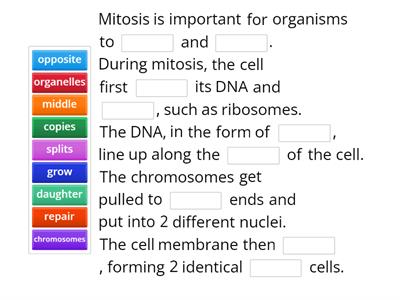 Mitosis - Teaching resources