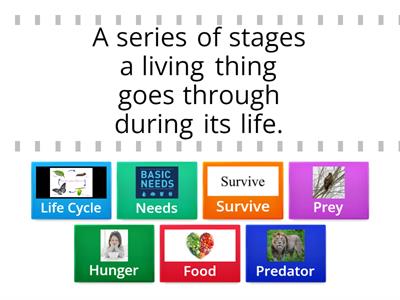 Life cycles - Teaching resources