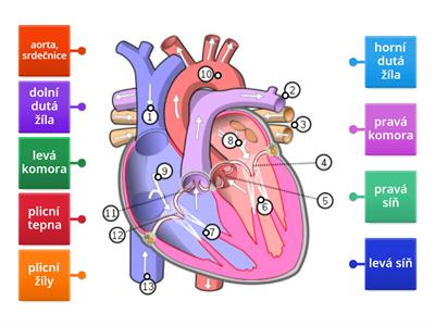 Srdce - Výukové zdroje
