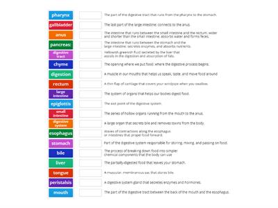 Digestive system vocabulary definitions - Teaching resources