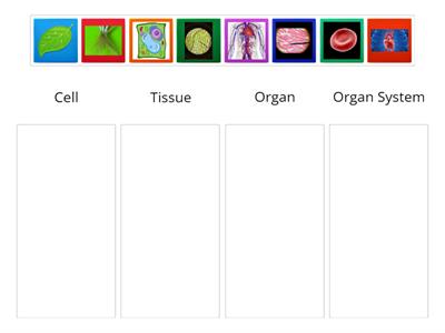 G5 Levels of organisms - Teaching resources