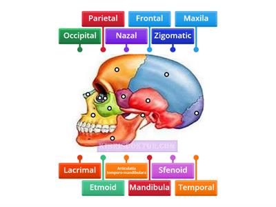Scheletul capului - Resurse didactice
