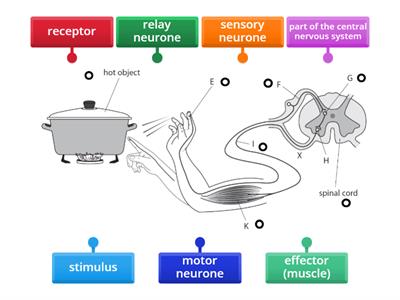 Reflex arc - Teaching resources