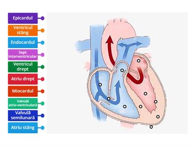 Inima - Resurse didactice
