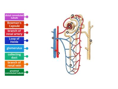 The nephron - Teaching resources