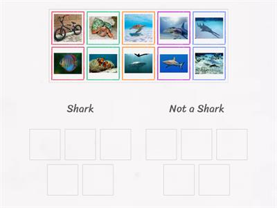 Shark - Teaching resources