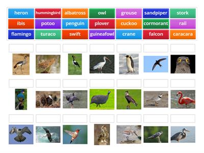 Bird - Teaching resources