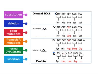 Mutations - Teaching resources