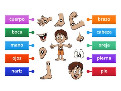 Partes del cuerpo flashcards - Teaching resources