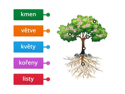 Části stromu 1 třída - Výukové zdroje