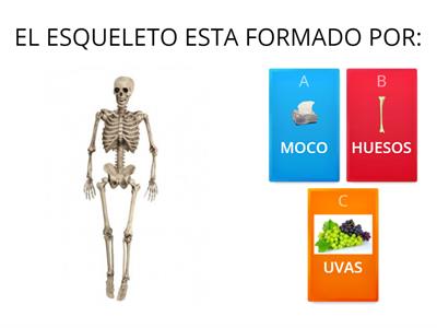 El esqueleto humano - Recursos didácticos