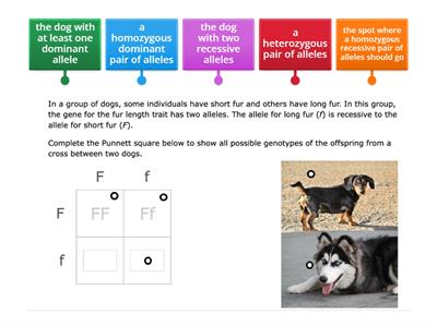 Punnett square - Teaching resources