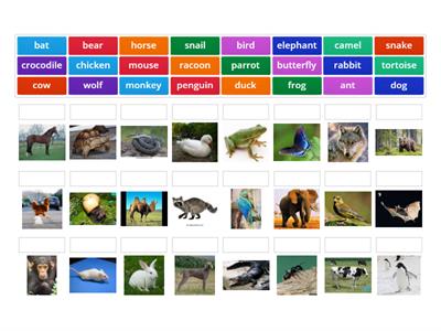Animals - Teaching resources