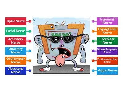 Cranial nerves - Teaching resources