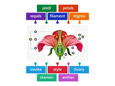 G4 Parts of a flower - Teaching resources
