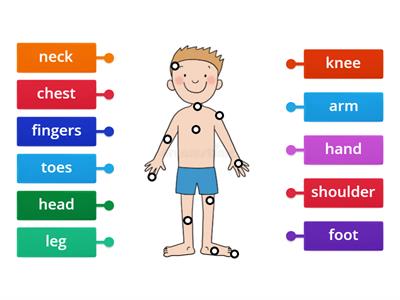 ESL Parts of the body - Teaching resources