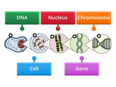 Dna genes and chromosomes - Teaching resources