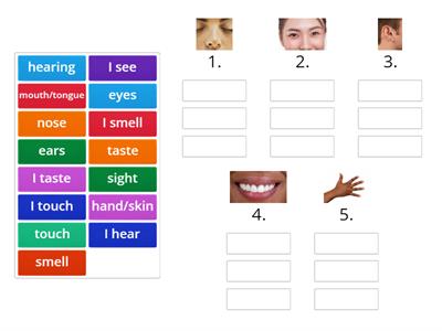 The 5 senses - Recursos didácticos