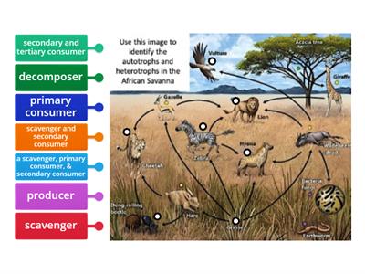 Savanna - Recursos didácticos