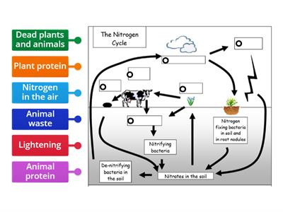 Nitrogen cycle a level - Teaching resources