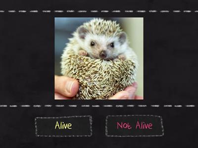 Alive not alive - Teaching resources