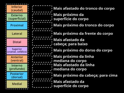 Anatomia termos - Recursos de ensino