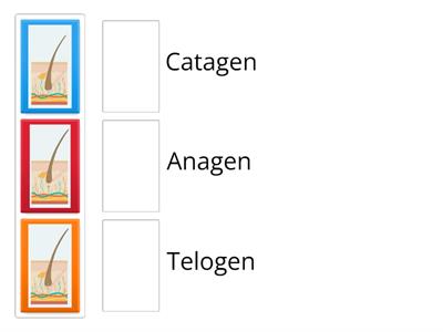 Hairdressing growth cycle - Teaching resources