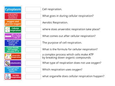 Biology Cellular respiration - Teaching resources