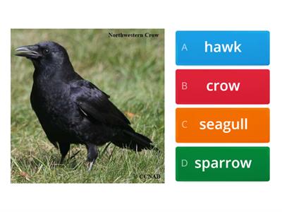 Birds - Teaching resources