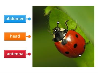 Ladybug - Teaching resources