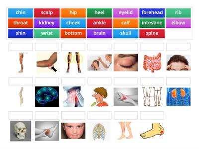 Parts of body - Учебные ресурсы