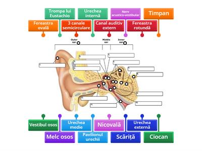 Urechea - Resurse didactice