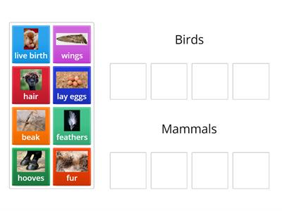 Mammals - Teaching resources
