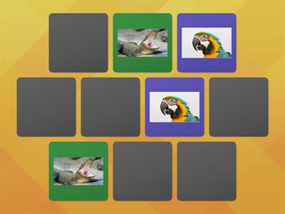 Teeth - Teaching resources