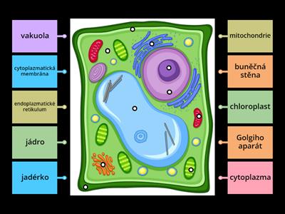 Rostlinná bunka - Výukové zdroje