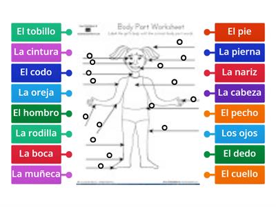 Las Partes Finas Del Cuerpo Humano Teaching Resources