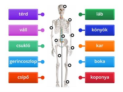 A csontváz - Tananyagok