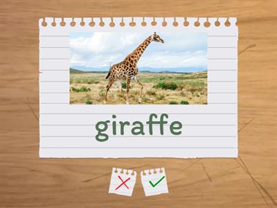 Animals - Teaching resources