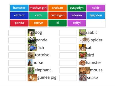 Anifeiliaid anwes - Teaching resources