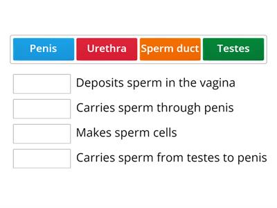 Structure of the male reproductive system - Teaching resources