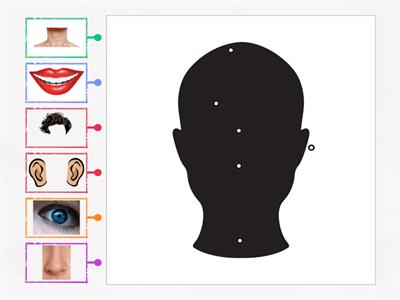 Partile corpuluii - Resurse didactice